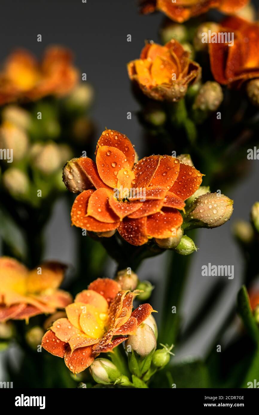 a plant full of orange flowers covered in water droplets after being ...