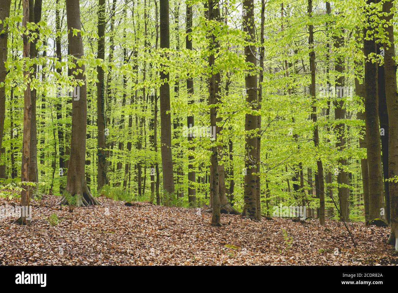 Green springtime landscape in deciduous forest Stock Photo - Alamy