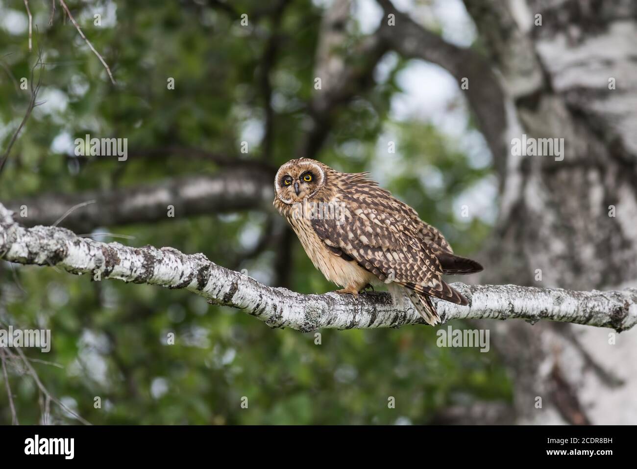 Short wing hi-res stock photography and images - Alamy