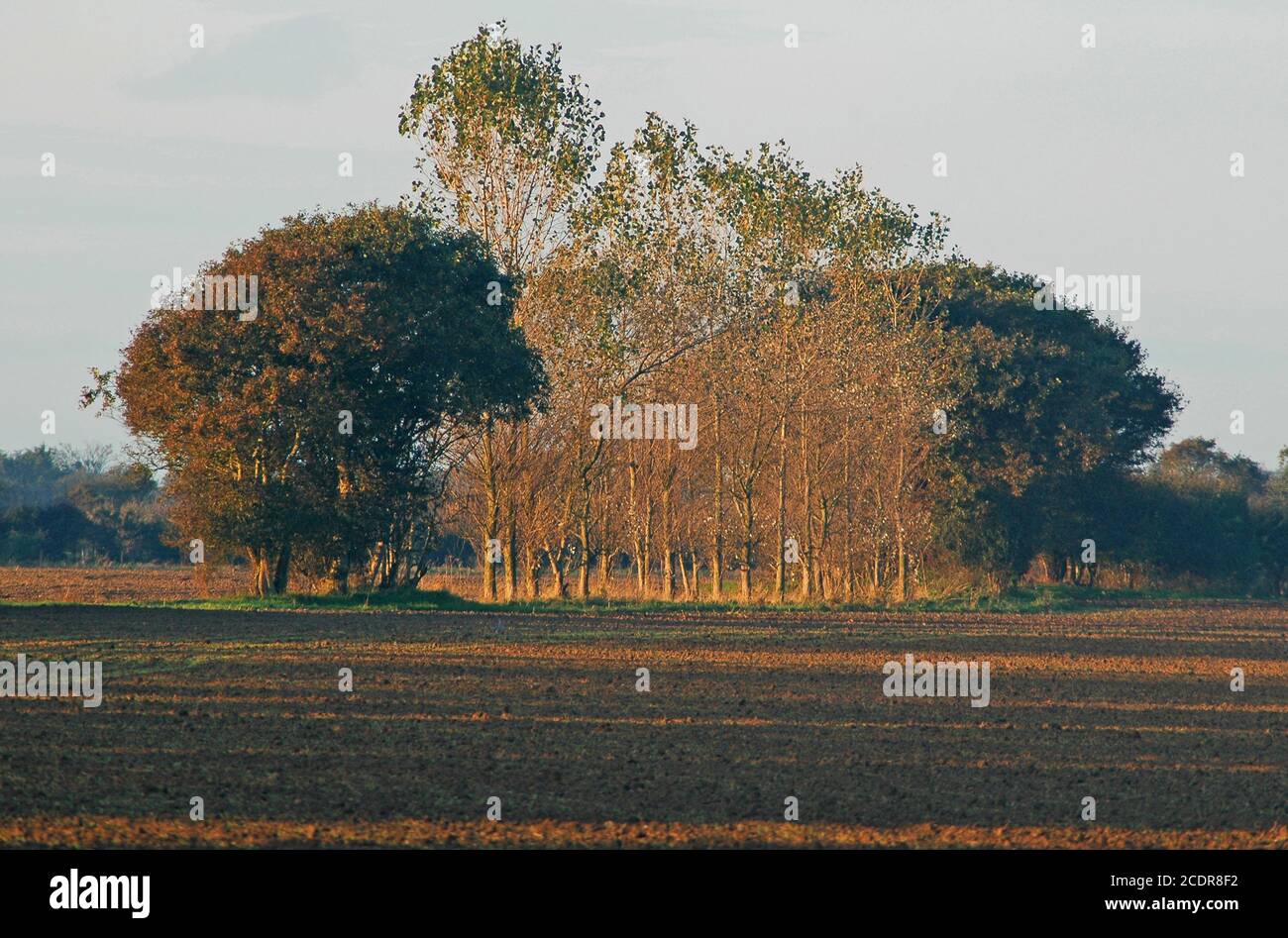Bangladesh Flat Land