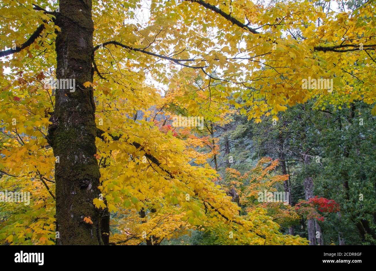 Deciduous ecosystems hi-res stock photography and images - Alamy