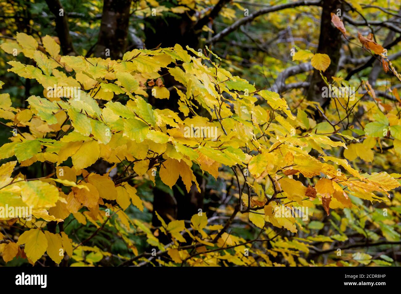 Detail of beech tree deciduous foliage with autmnal colors Stock Photo ...