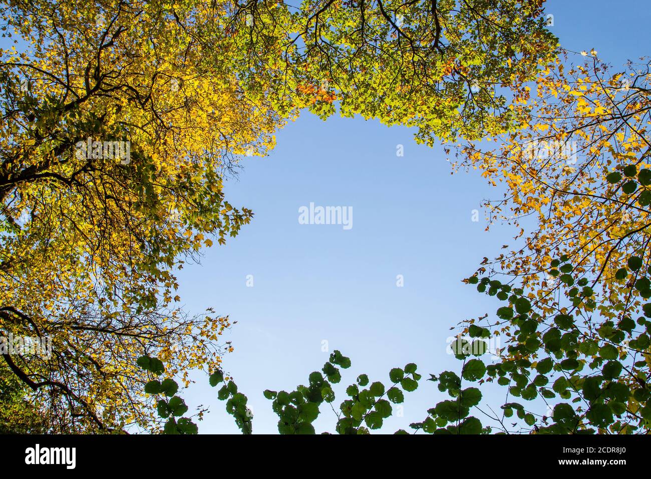 Canopy of deciduous trees hi-res stock photography and images - Alamy