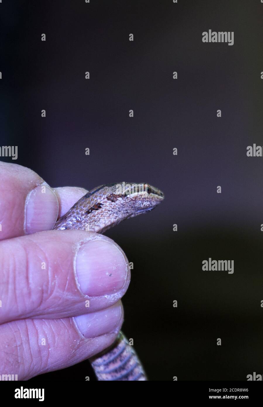 Smooth natter (snake), Königstein-Mountains, Carpathians, Romania Stock ...