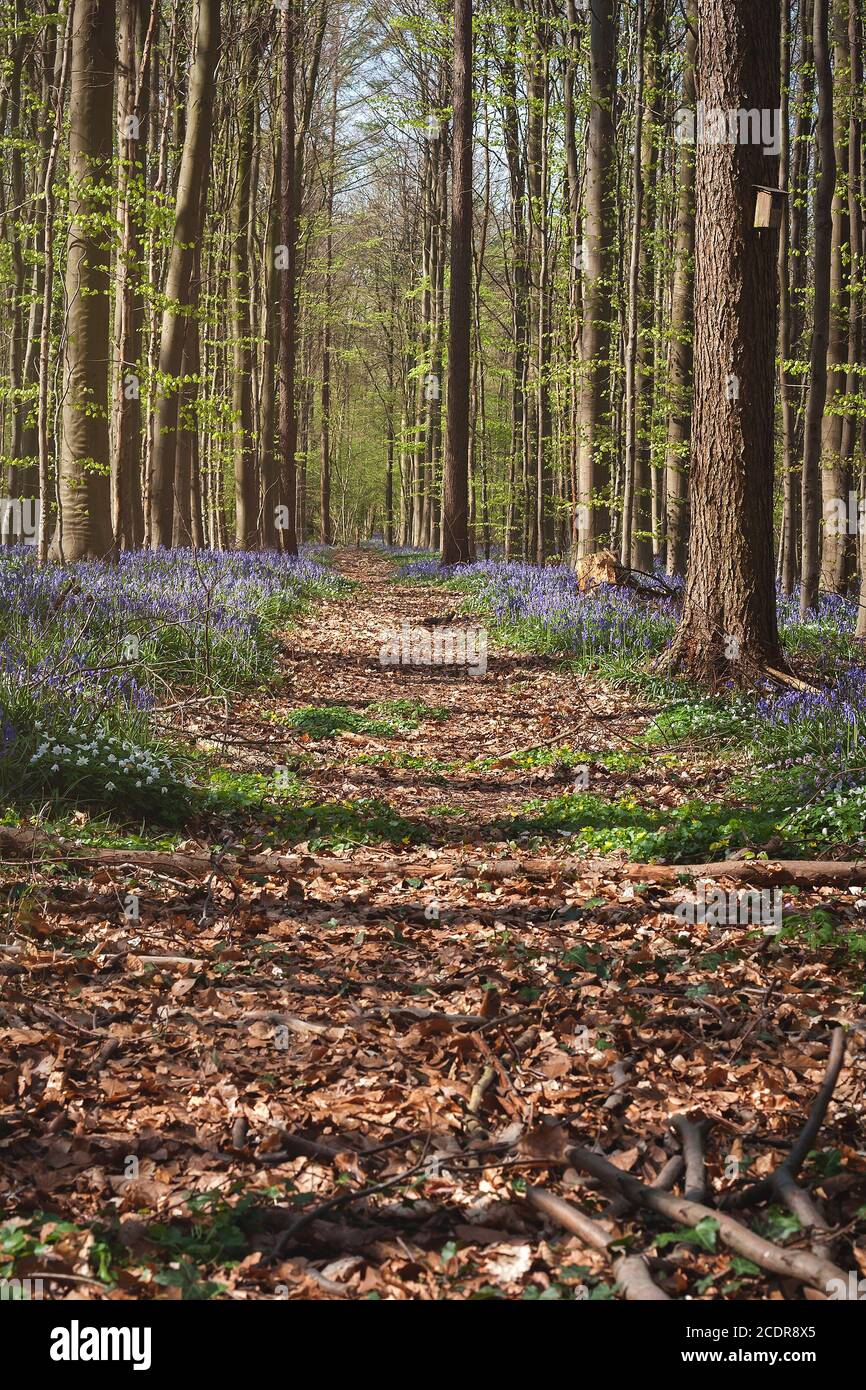 Springtime forest landscape Stock Photo - Alamy