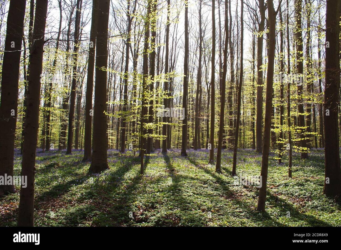 Springtime forest landscape Stock Photo - Alamy