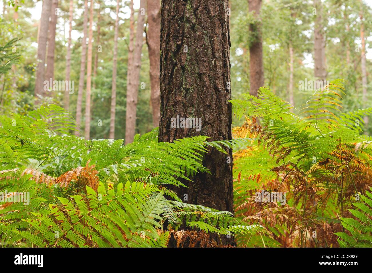 Tree ferns forest hi-res stock photography and images - Alamy