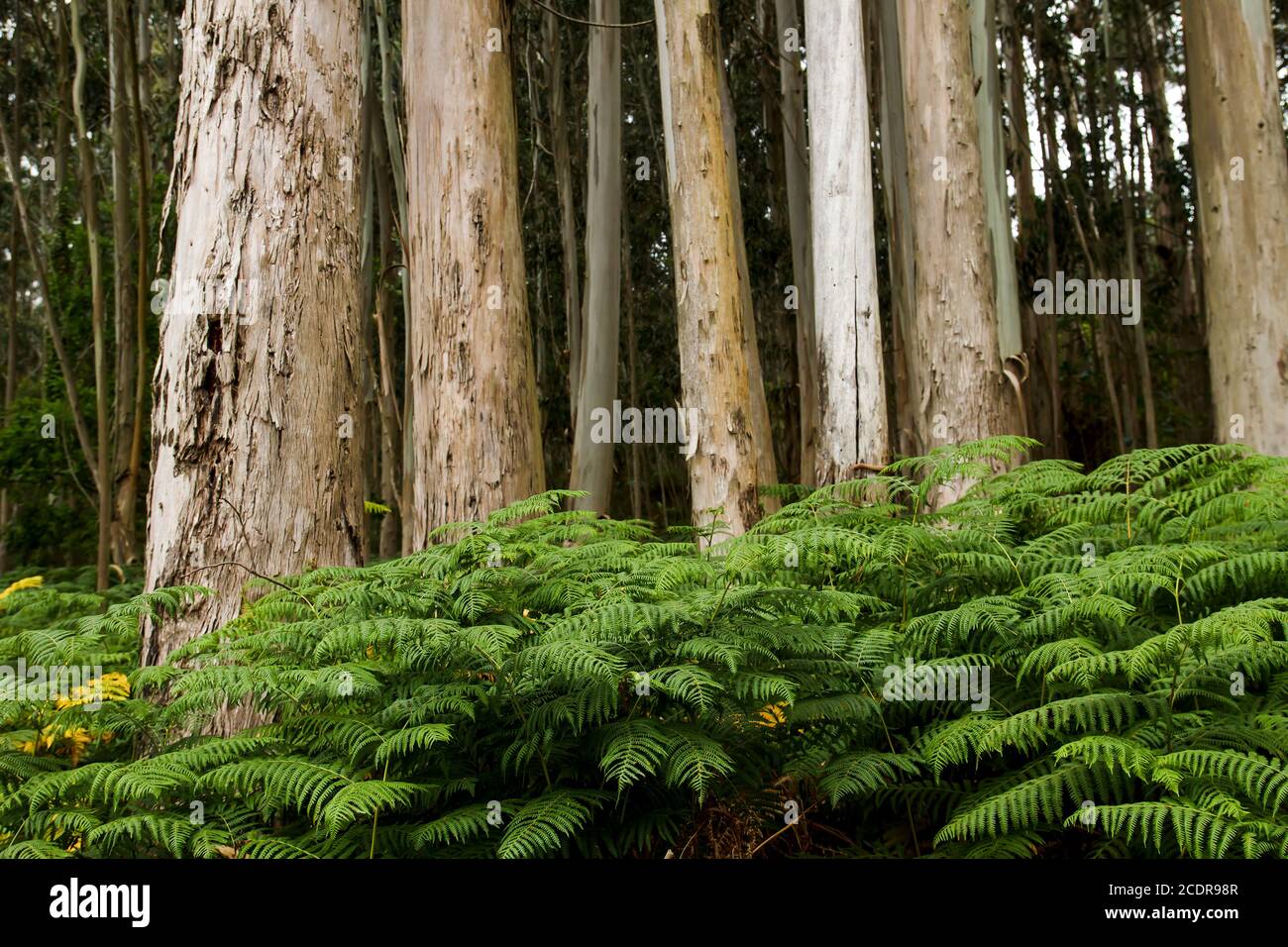 Green springtime landscape in deciduous forest Stock Photo - Alamy