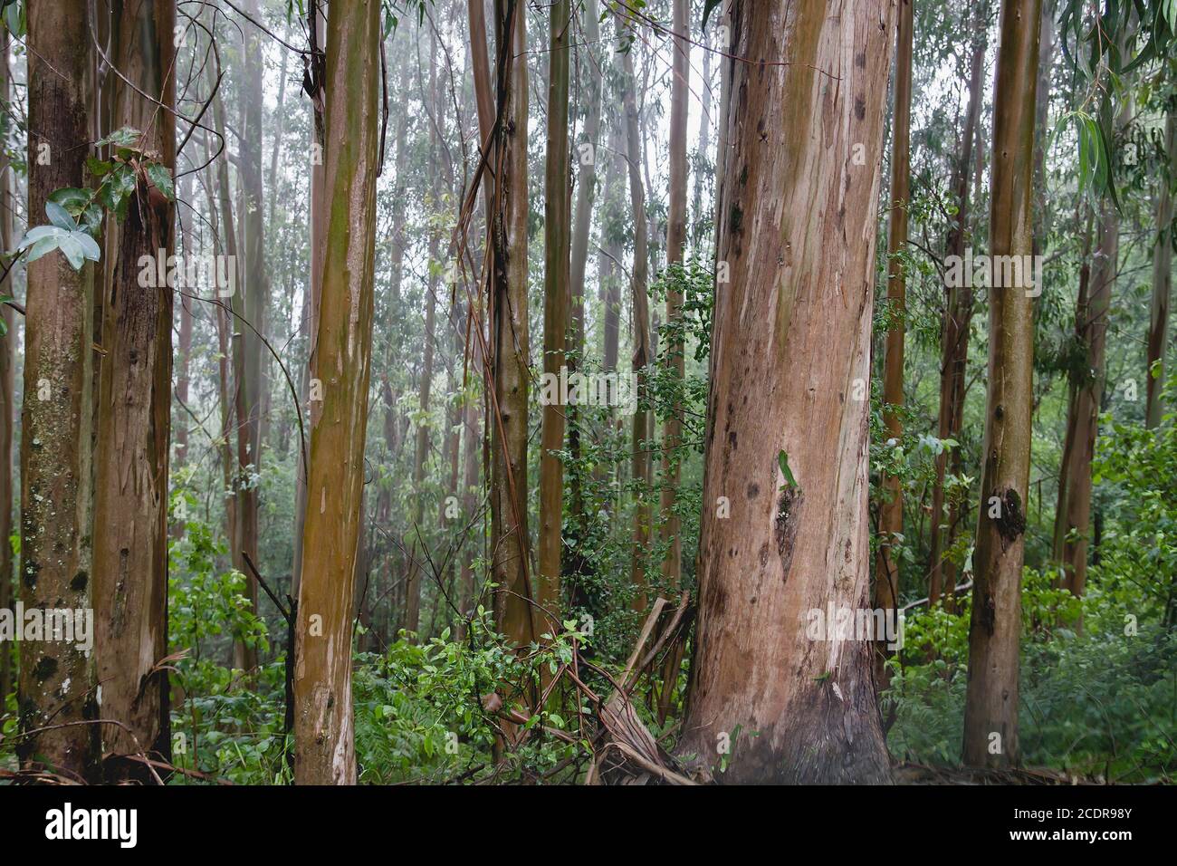 Eucalypt woodland hi-res stock photography and images - Alamy