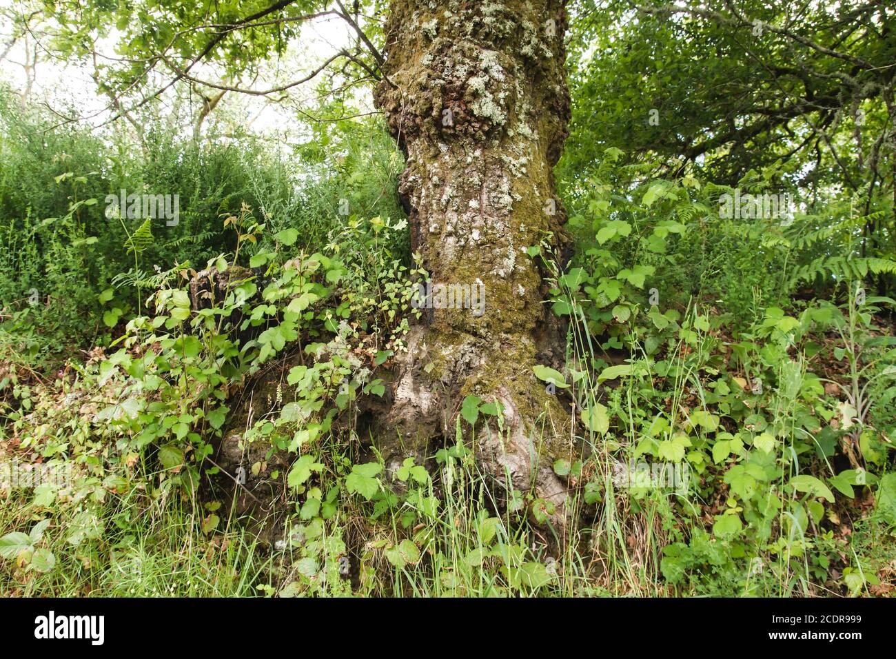 Green springtime landscape in deciduous forest Stock Photo - Alamy