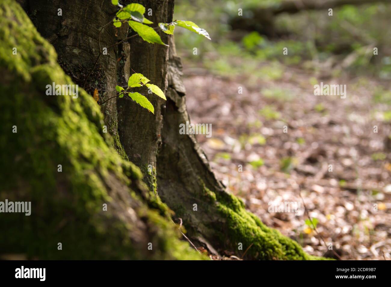 Detail of green tree leaves and trunk Stock Photo - Alamy