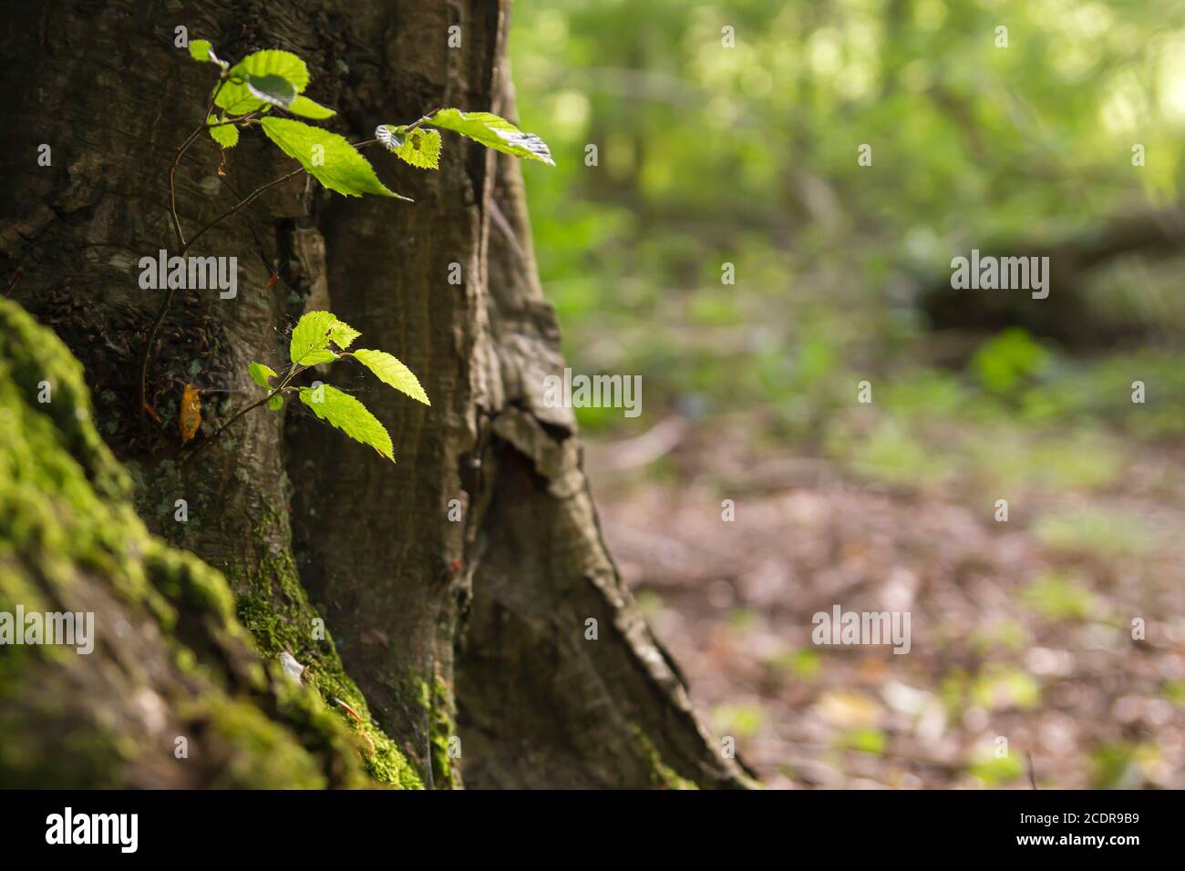 Detail of green tree leaves and trunk Stock Photo - Alamy
