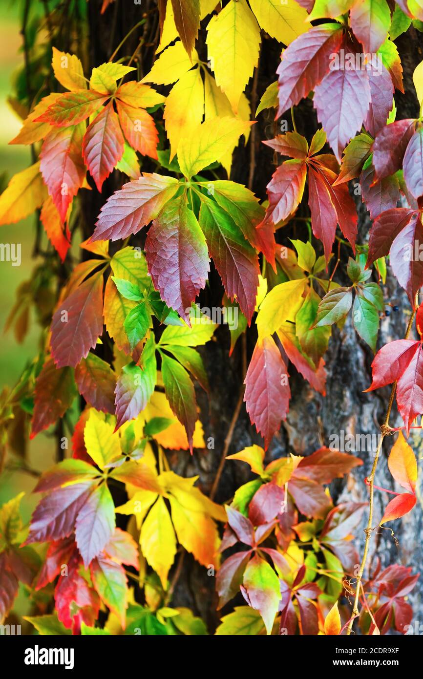 Purple autumn foliage hi-res stock photography and images - Alamy