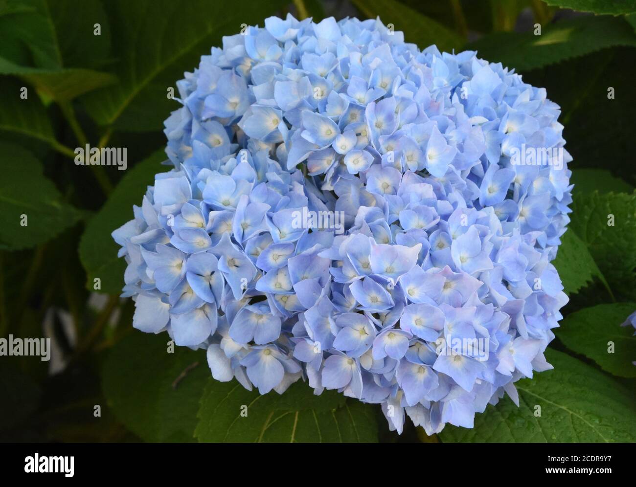 Very pretty light blue hydrangea bush flowering and blooming Stock ...