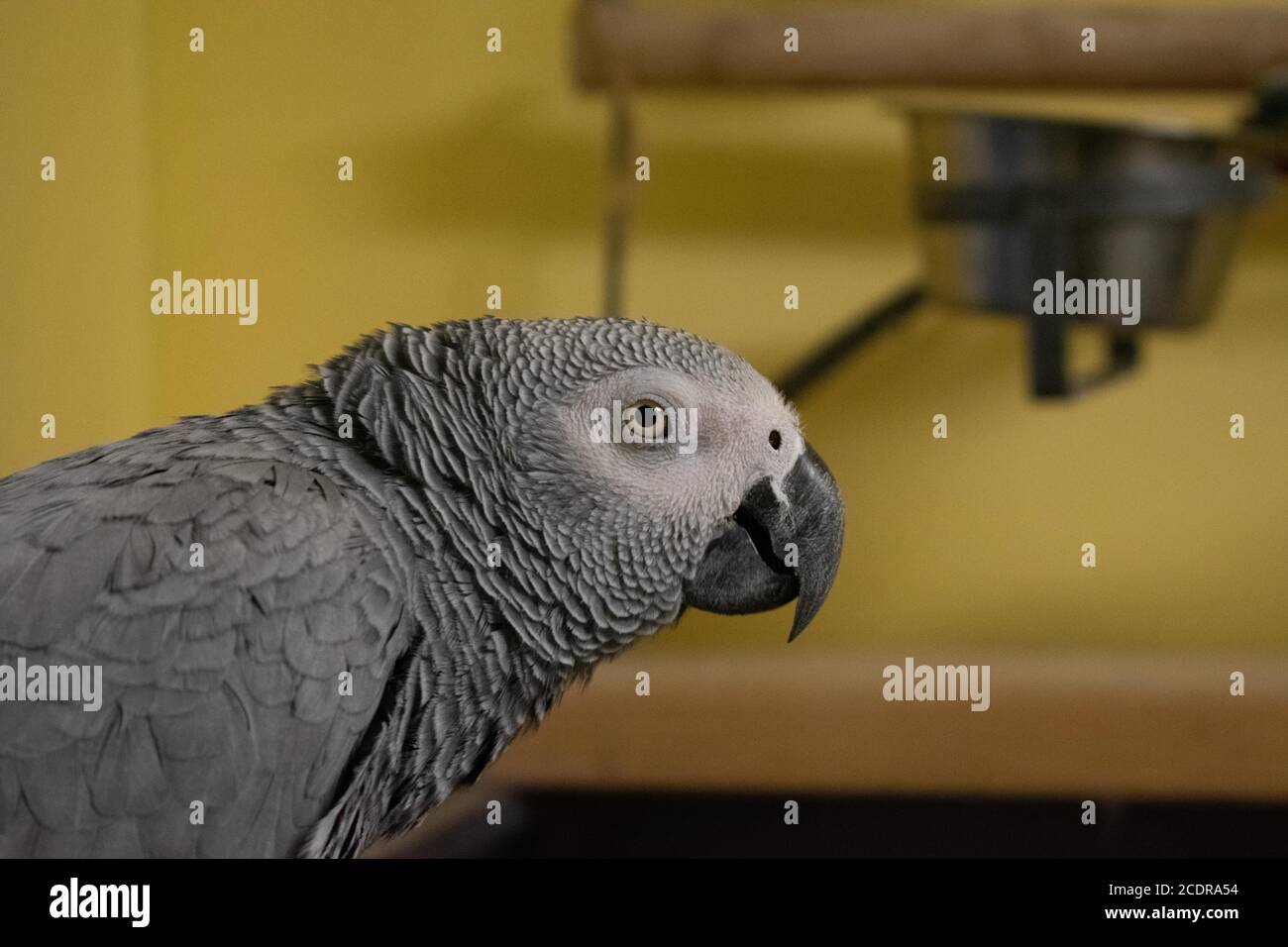 An African Gray Parrot With a Black Beak Looking at the Camera With a ...