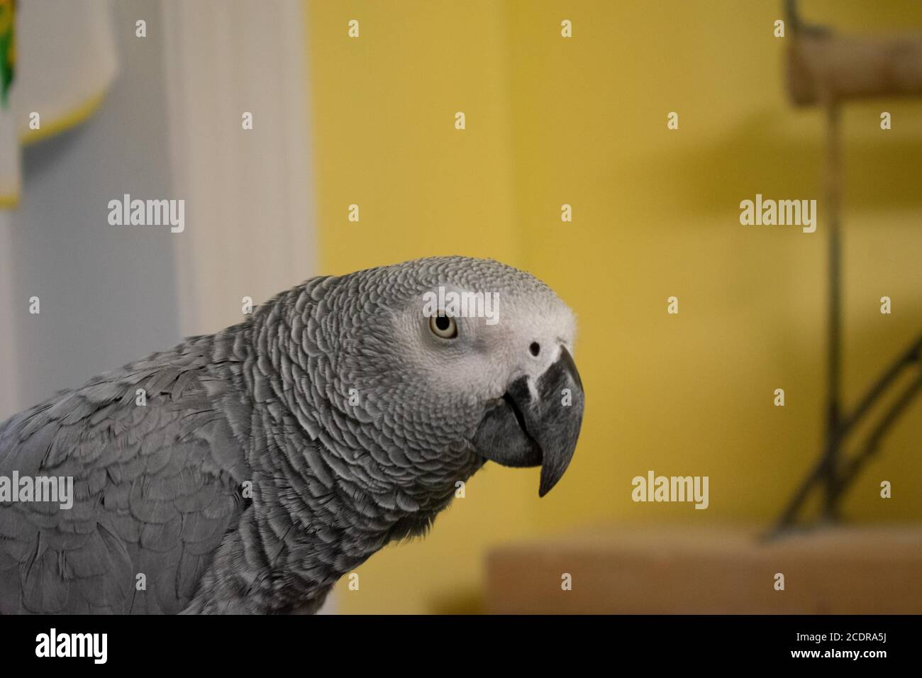 An African Gray Parrot With a Black Beak Looking at the Camera With a ...