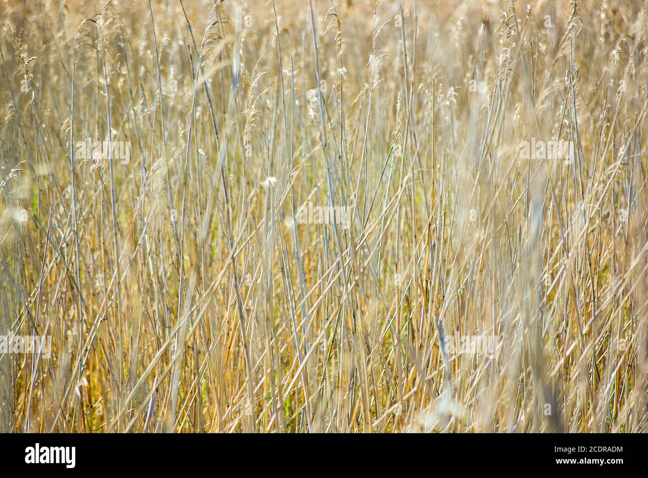 Reed grass hi-res stock photography and images - Alamy