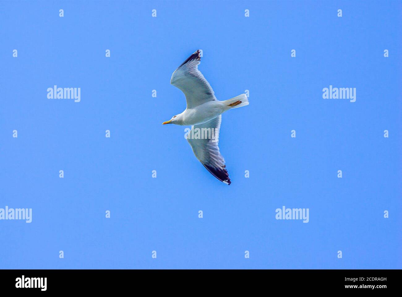 Coastal aviation hi-res stock photography and images - Alamy