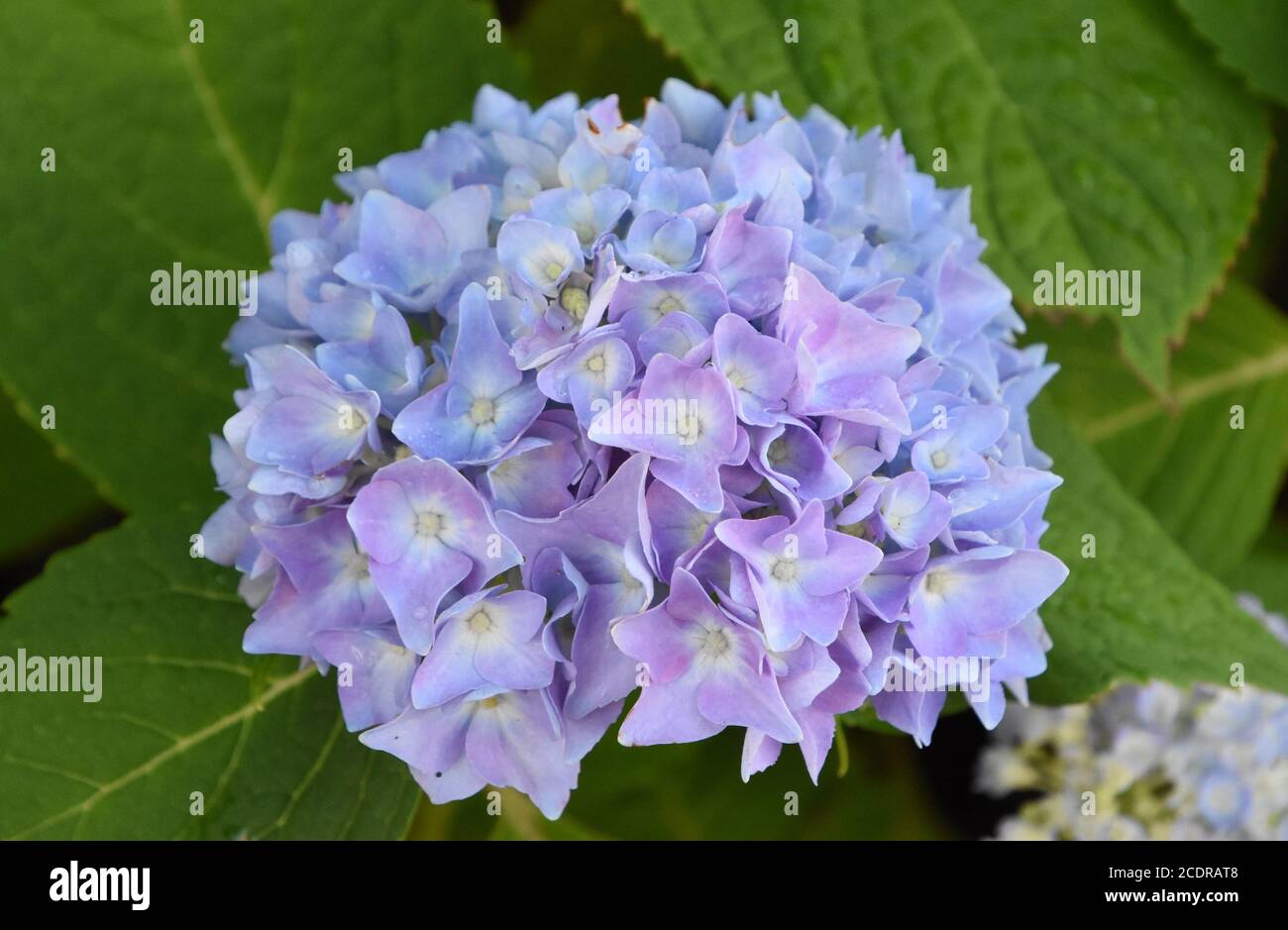 Stunning pink and blue hydrangea blooming and flowering in the summer ...