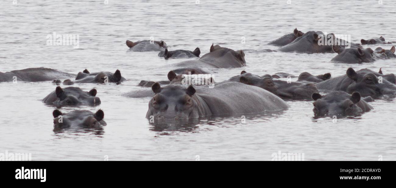 Hippos family hi-res stock photography and images - Alamy