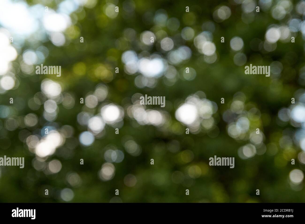 Green bokeh out of focus background from nature forest Stock Photo - Alamy