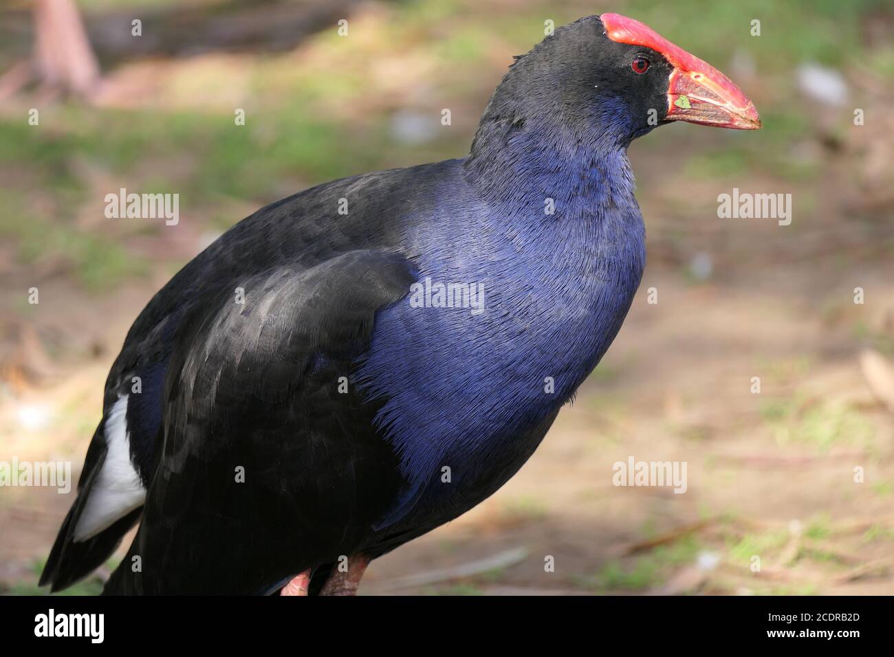Pukeko native new zealand bird hi-res stock photography and images - Alamy