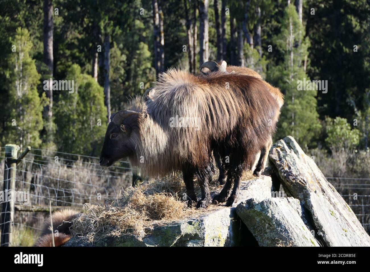 Himalayan tahr in winter coat eating hay on a rock Stock Photo - Alamy