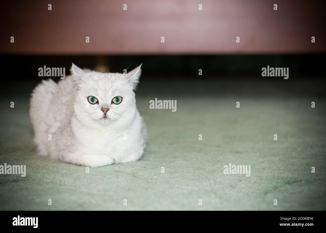 adult cat pedigree Scottish chinchilla straight ears Stock Photo - Alamy