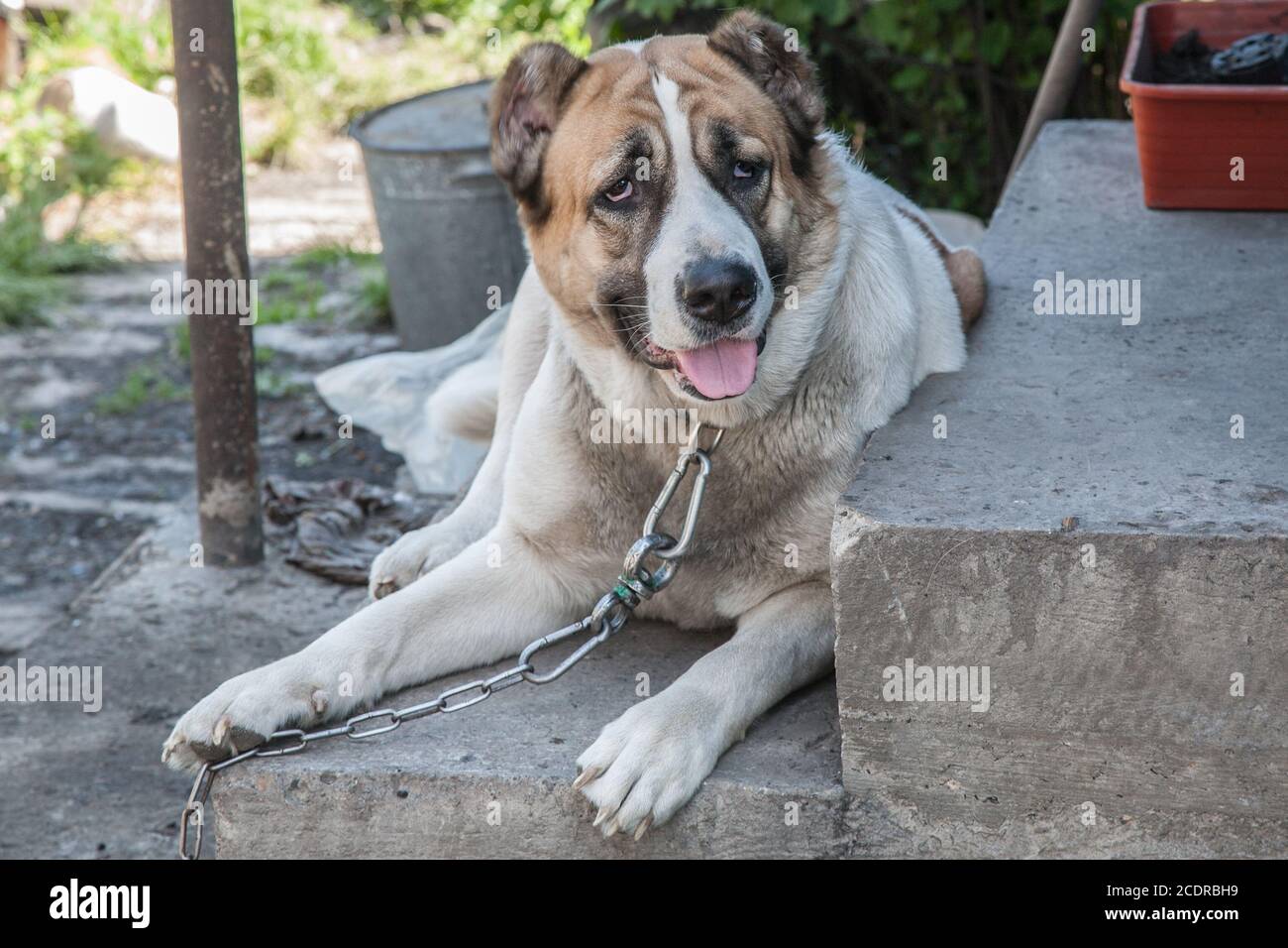 Guard dog hi-res stock photography and images - Alamy