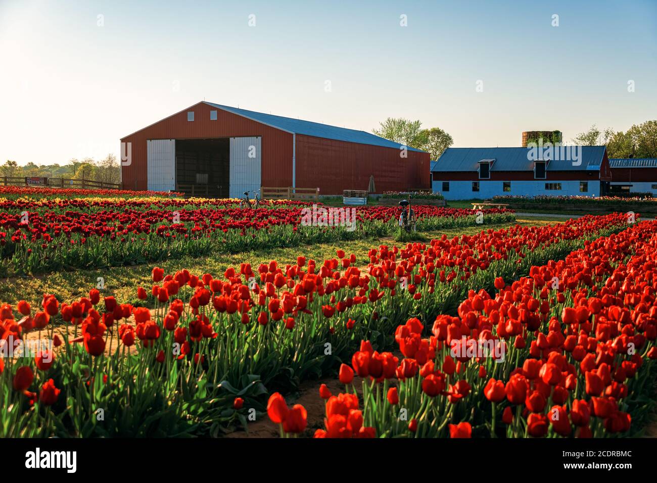 Tulip in farm with beautiful colors in Spring Stock Photo - Alamy