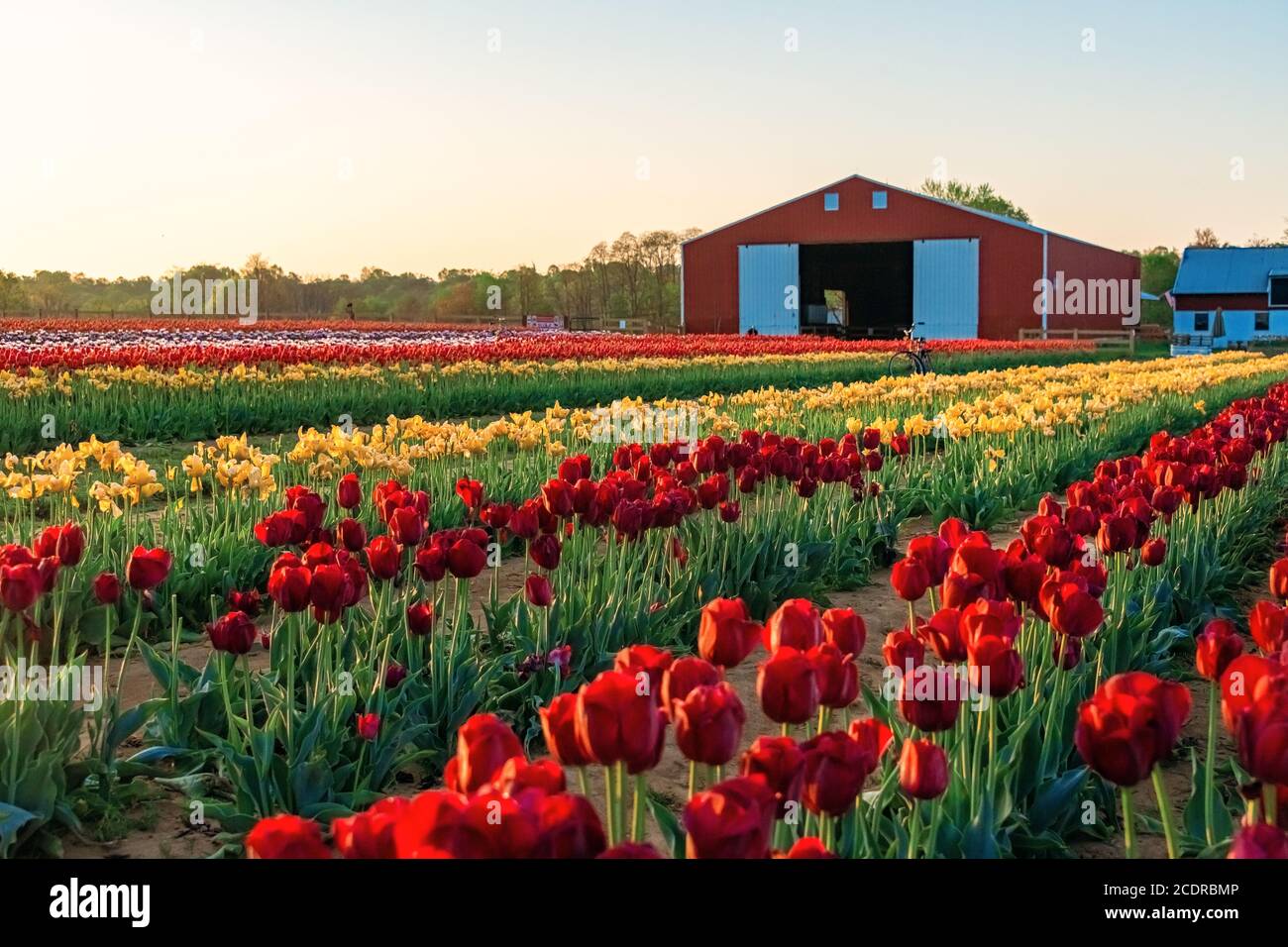 Tulip in farm with beautiful colors in Spring Stock Photo - Alamy