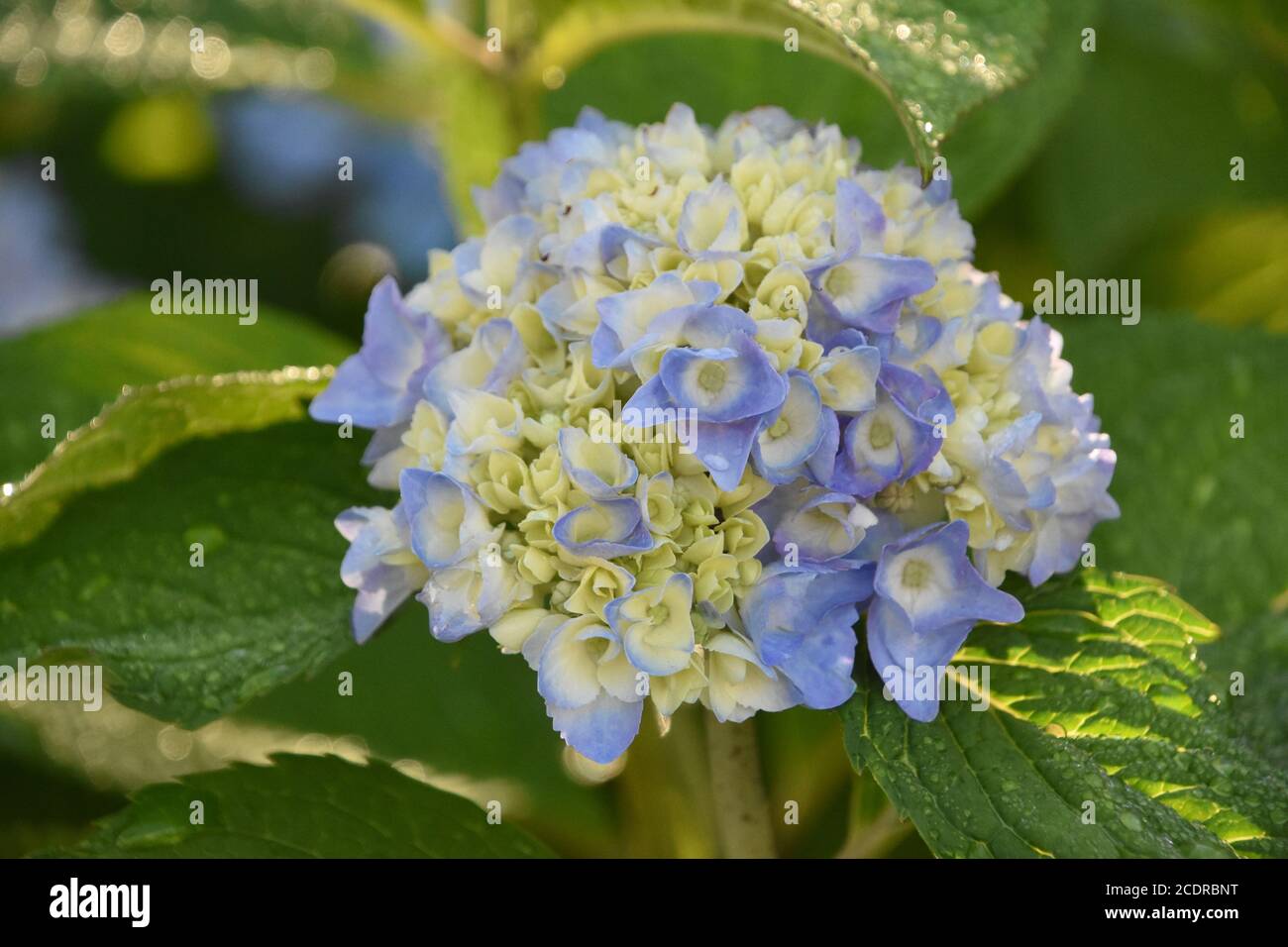 Pretty clusters of hydrangea buds flowering into blossoms Stock Photo ...