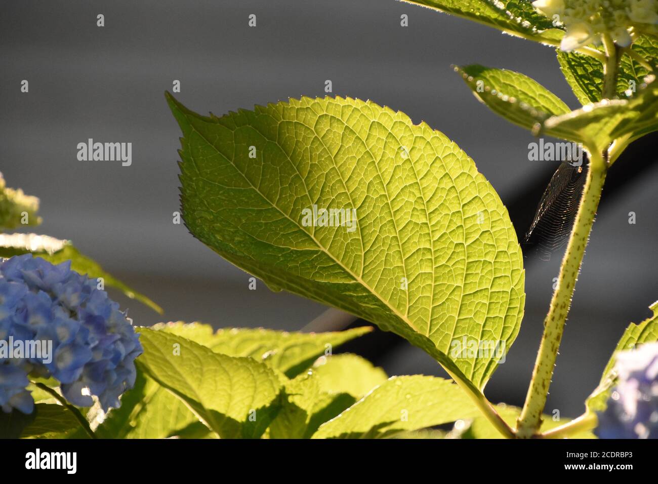 Large leaf hydrangea bush with a spider web in the summer Stock Photo ...