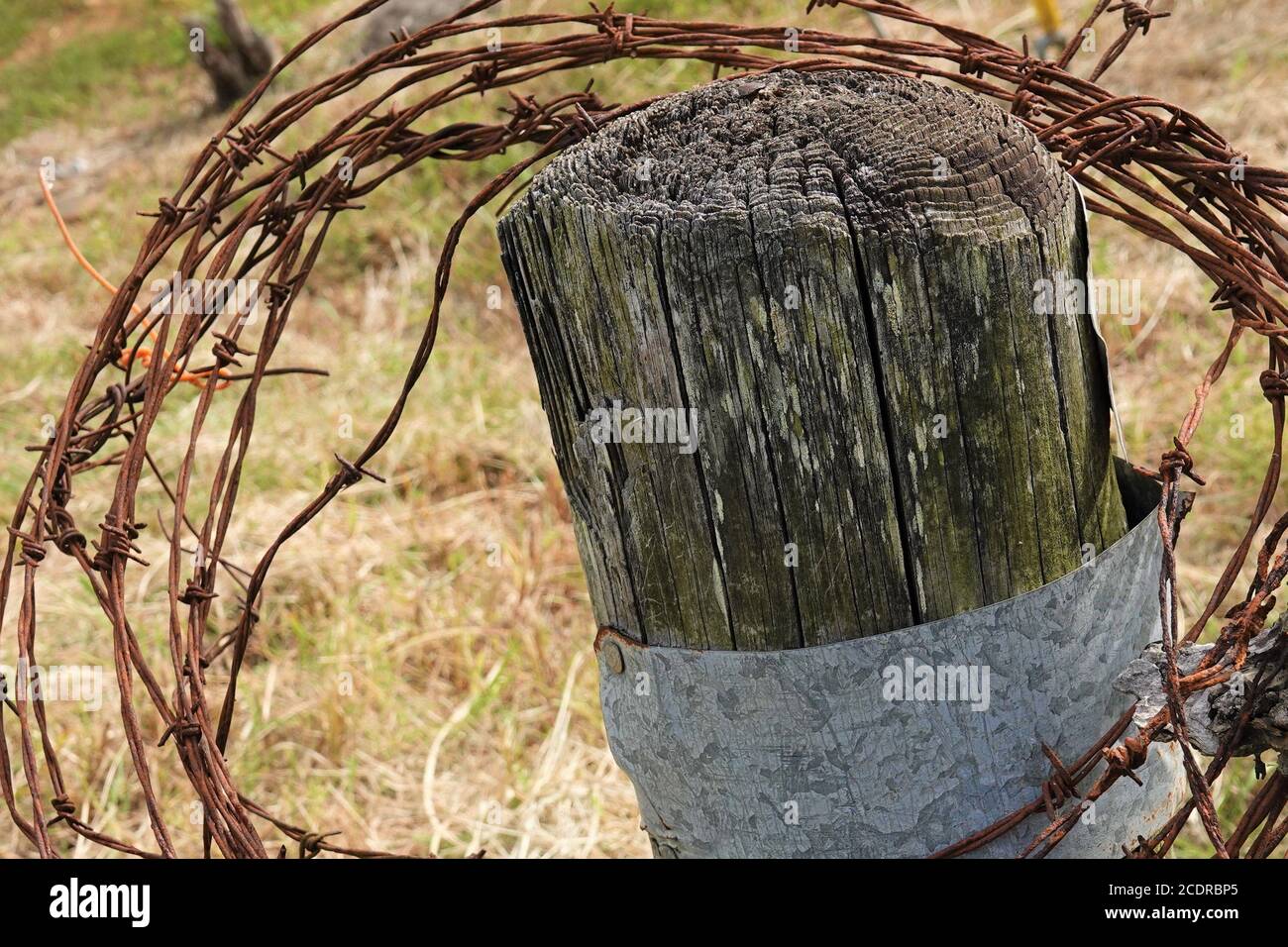 Barbed wire is wrapped around a wooden post and rusting in the process ...