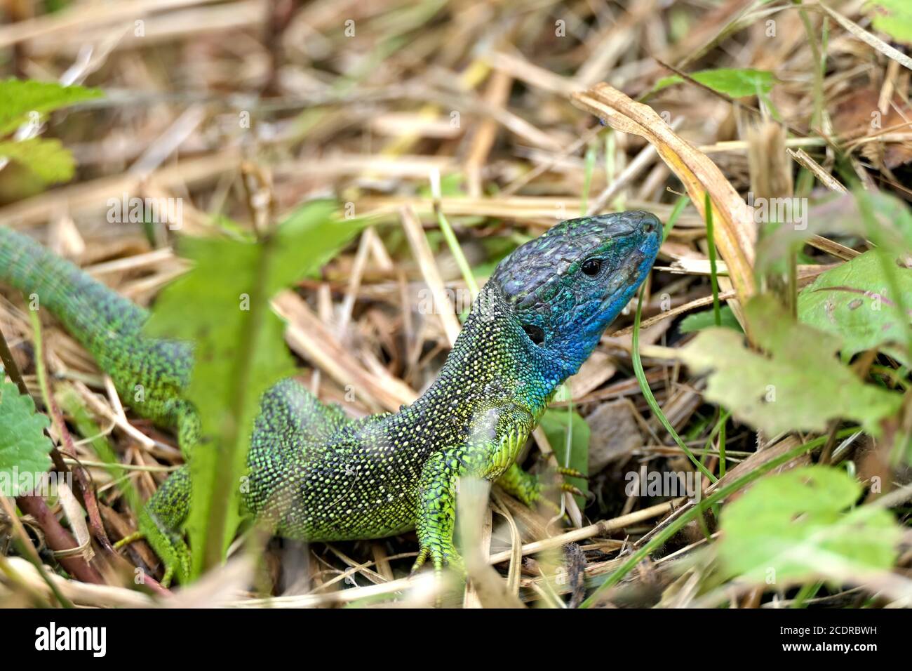 Closeup head of a male western green lizard on the ground in the wild ...