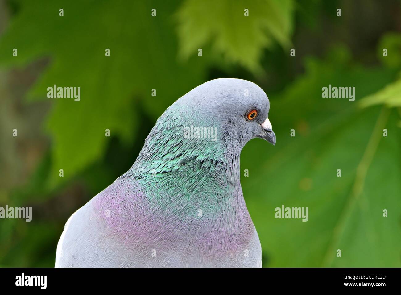 Feral pigeon beak hi-res stock photography and images - Alamy