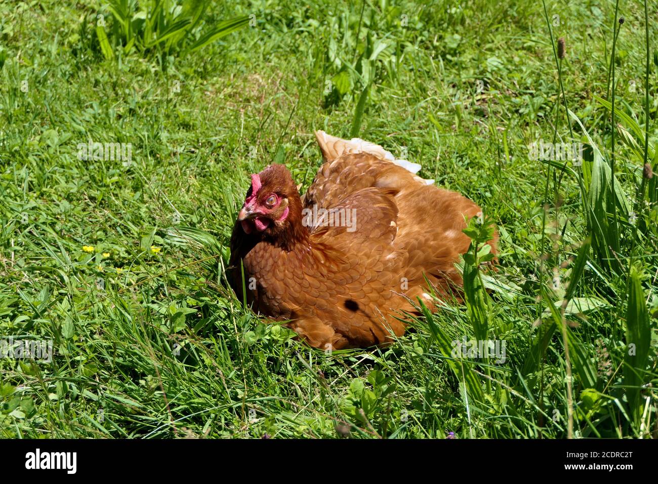 One hen hi-res stock photography and images - Alamy