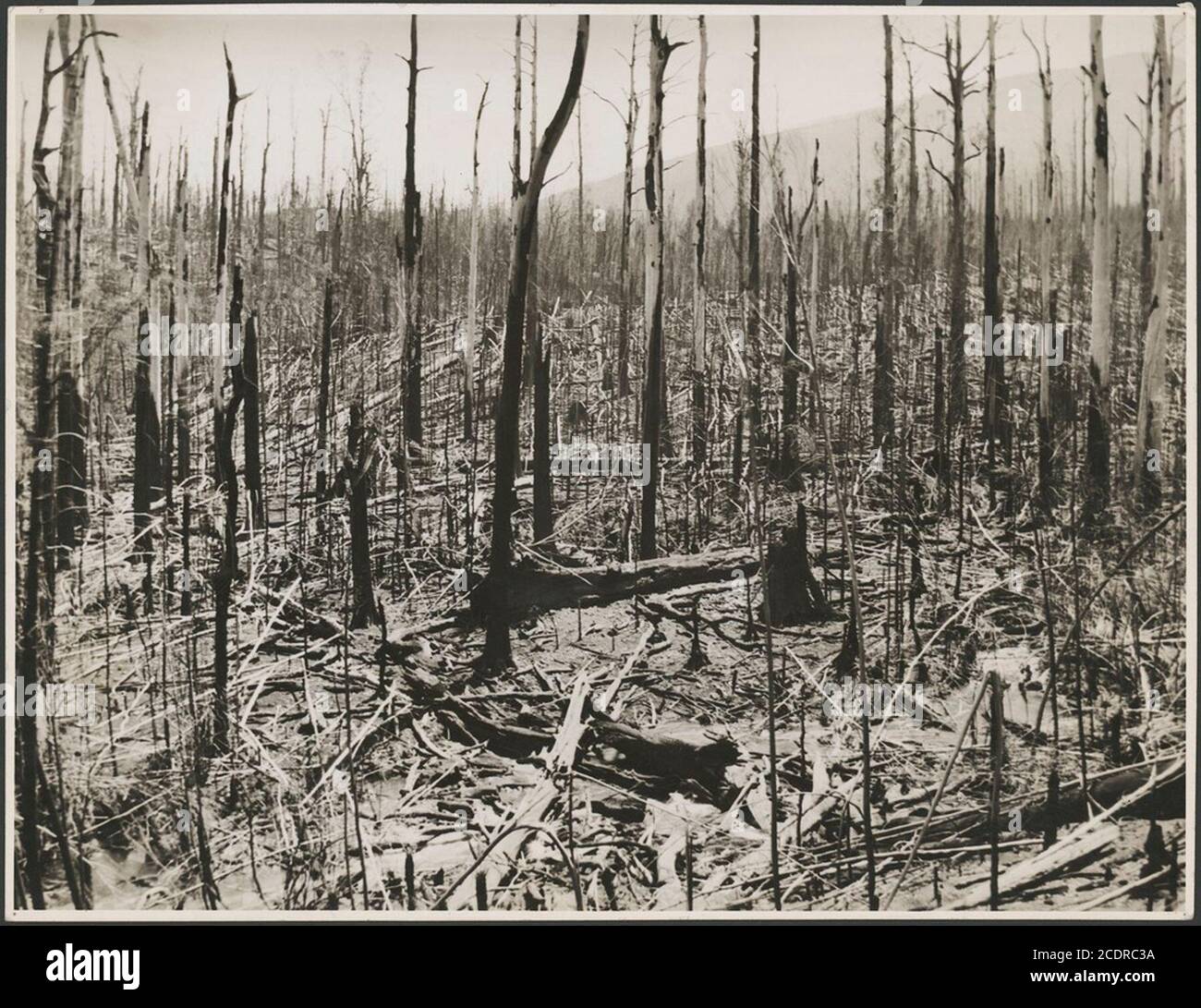 Old bushfire hi-res stock photography and images - Alamy