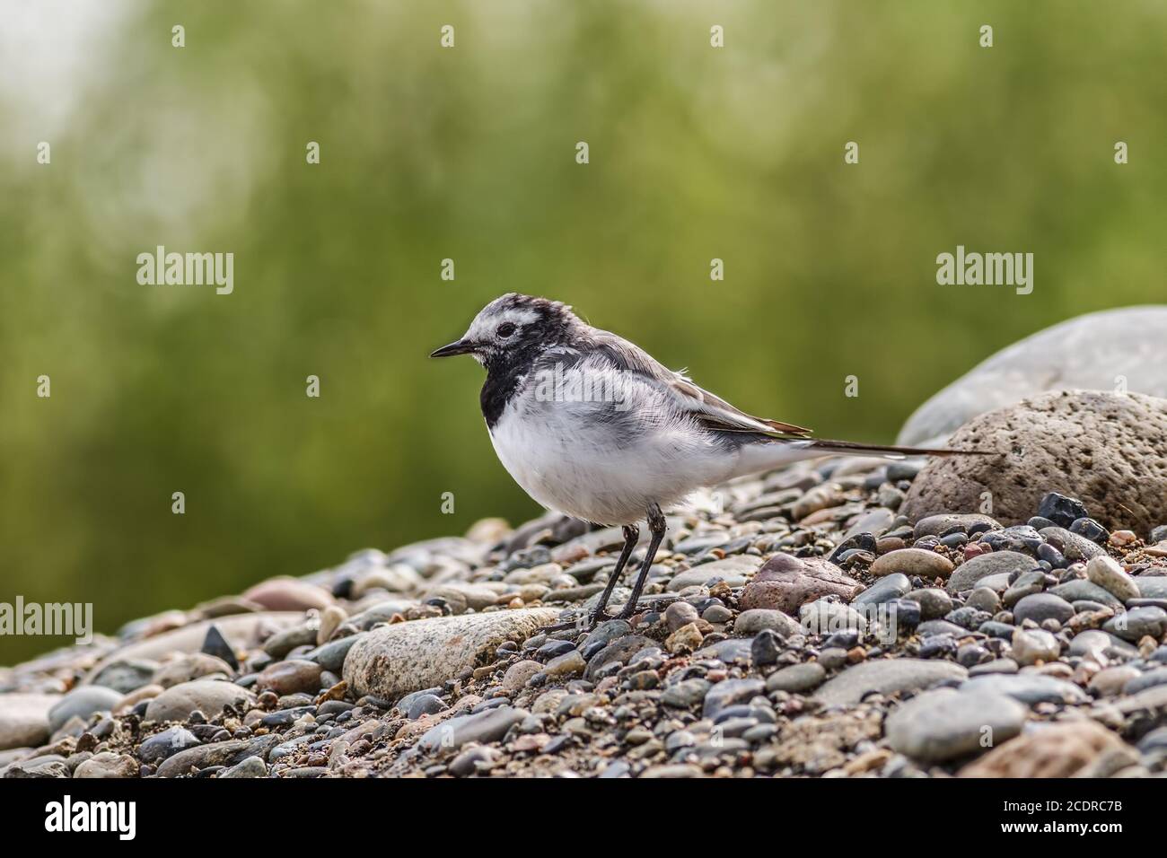 One white wagtail hi-res stock photography and images - Alamy