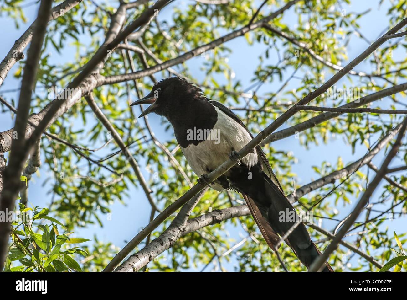 Magpie feather hi-res stock photography and images - Alamy