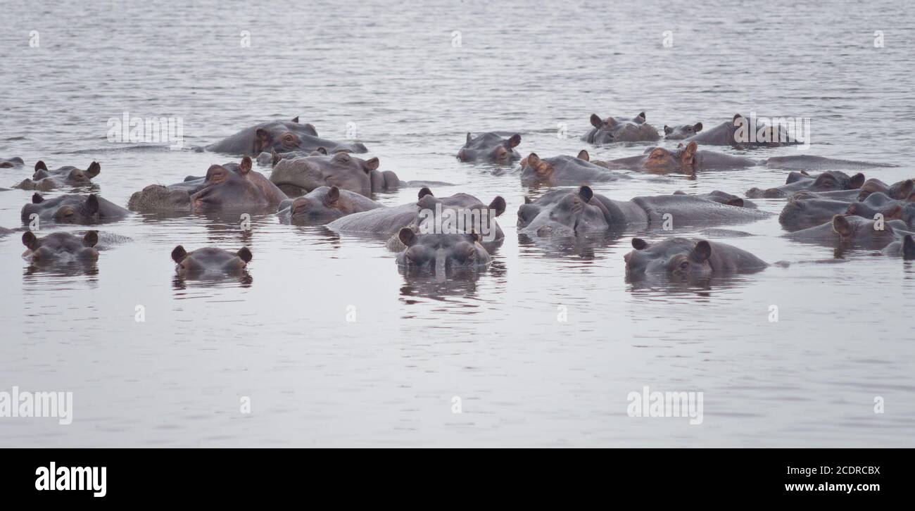 Hippos family hi-res stock photography and images - Alamy