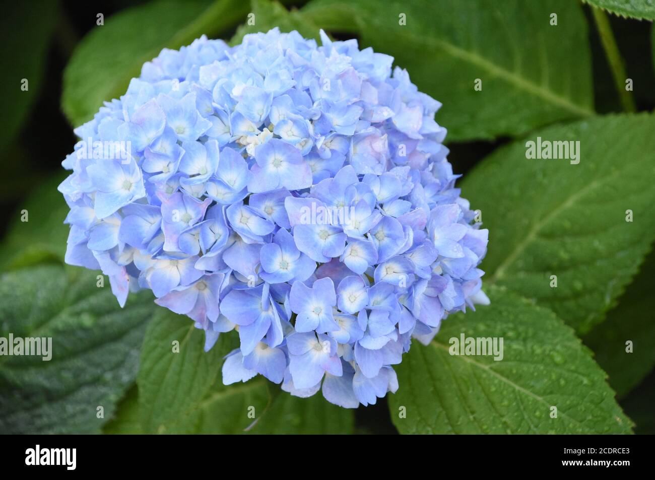 Pretty light blue hydrangea flowers blooming tinged with purple Stock Photo - Alamy