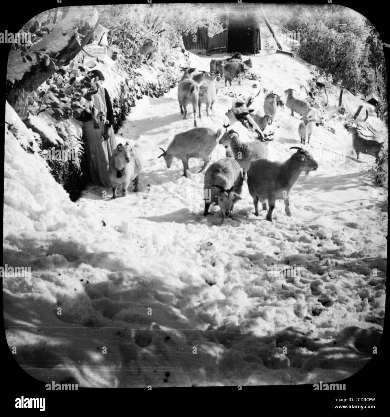 Old photo goats hi-res stock photography and images - Alamy