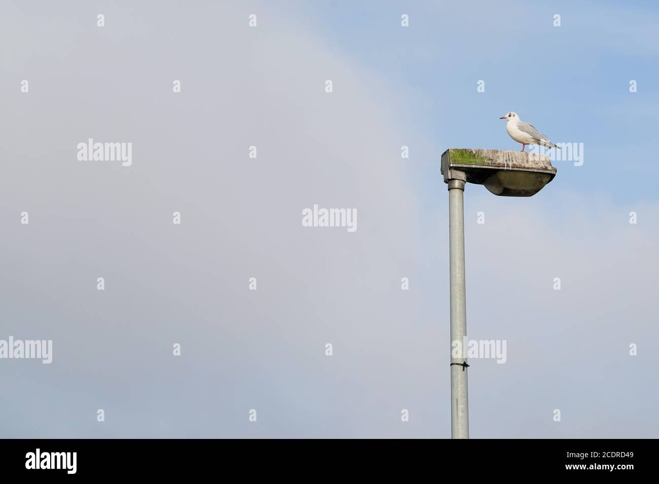 Lantern river hi-res stock photography and images - Alamy