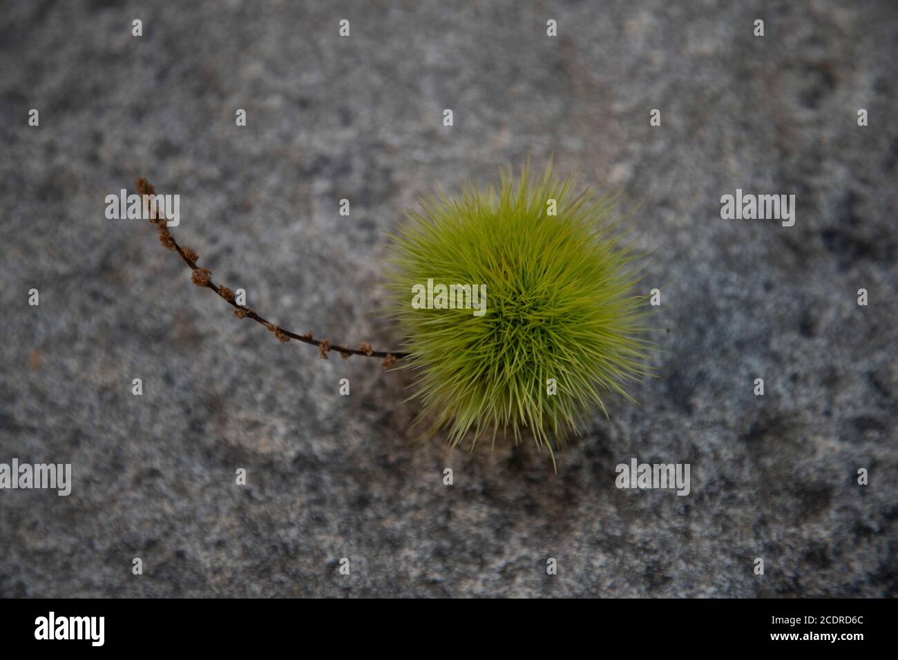 Chestnut Hedgehog High Resolution Stock Photography and Images - Alamy