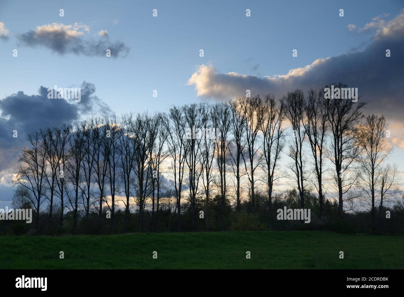 tree row, in the evening Stock Photo - Alamy