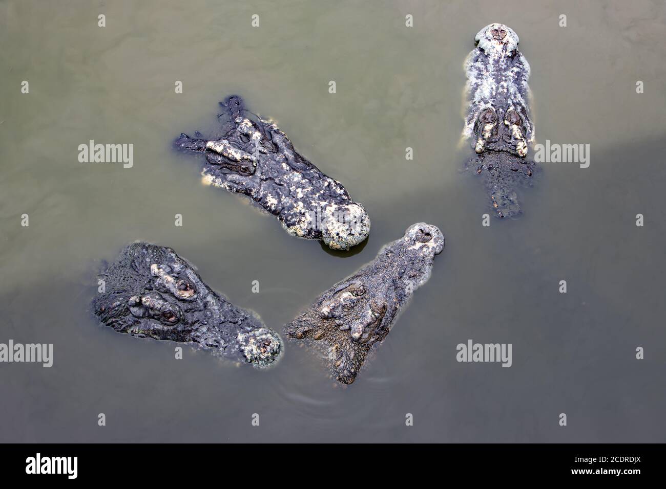 A group of crocodiles in the water. The heads of four crocodiles ...