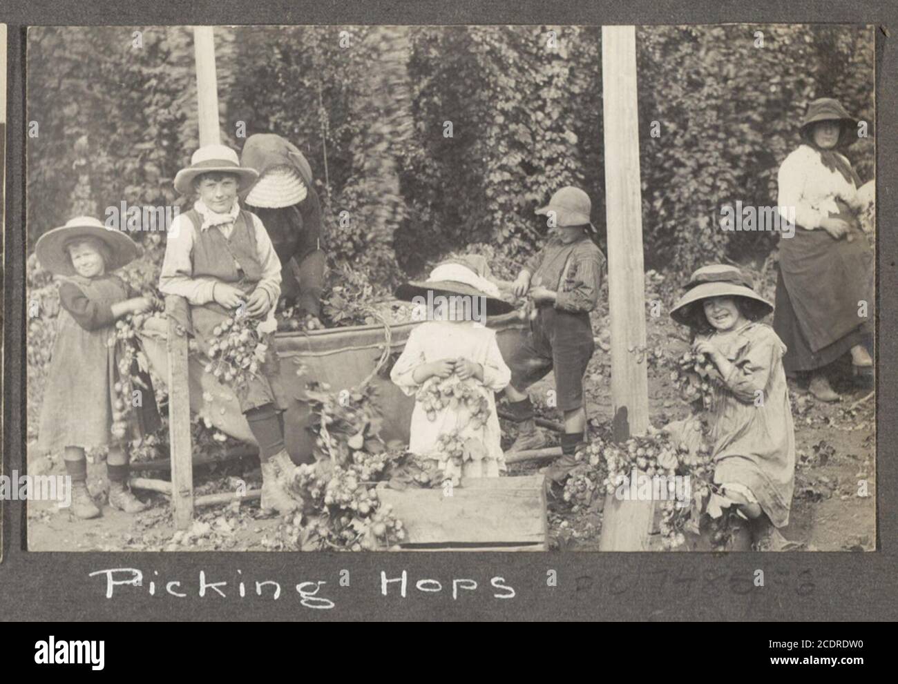 Old Picture Of Hops High Resolution Stock Photography and Images - Alamy