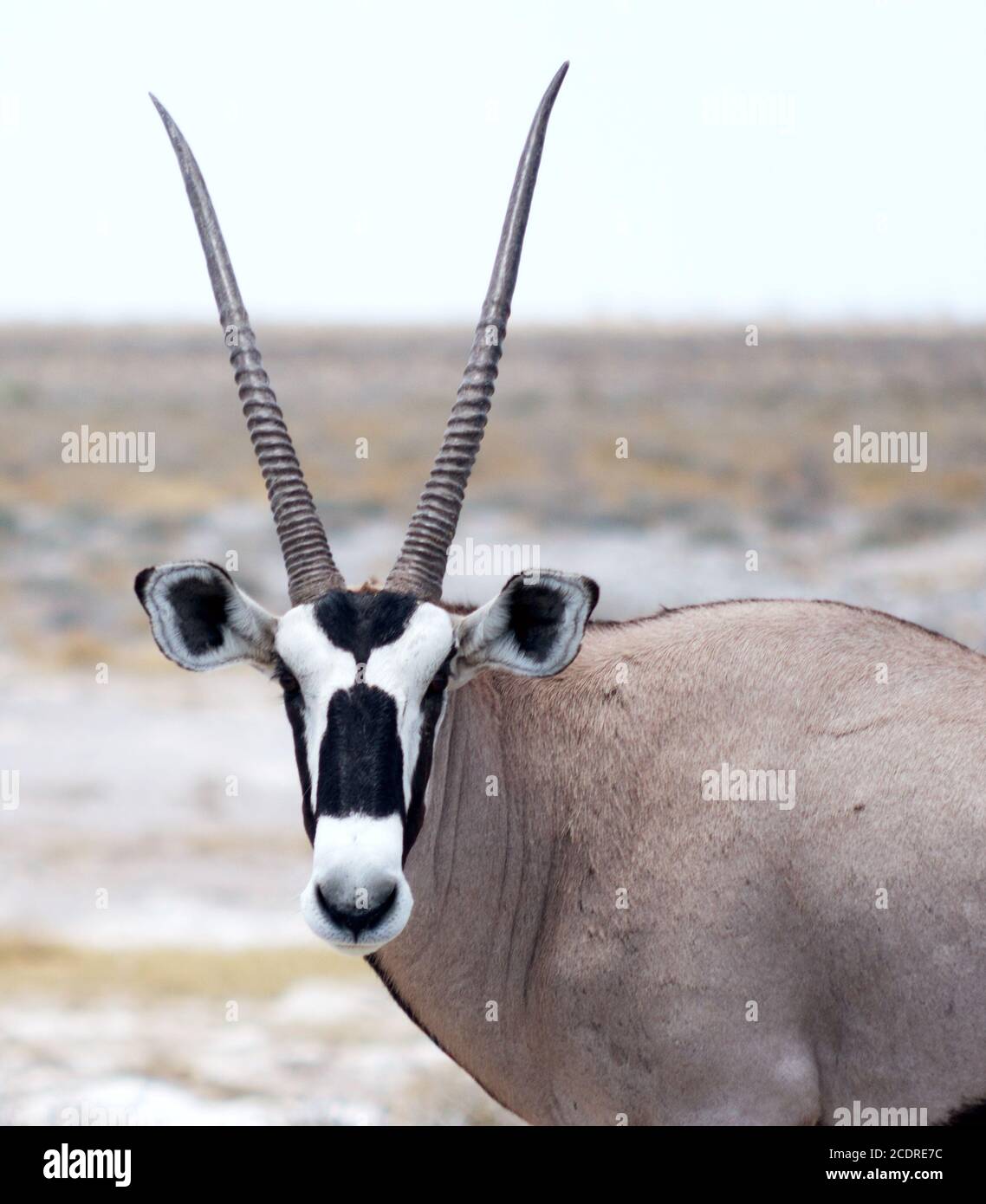 Oryx gazella leucoryx hi-res stock photography and images - Alamy
