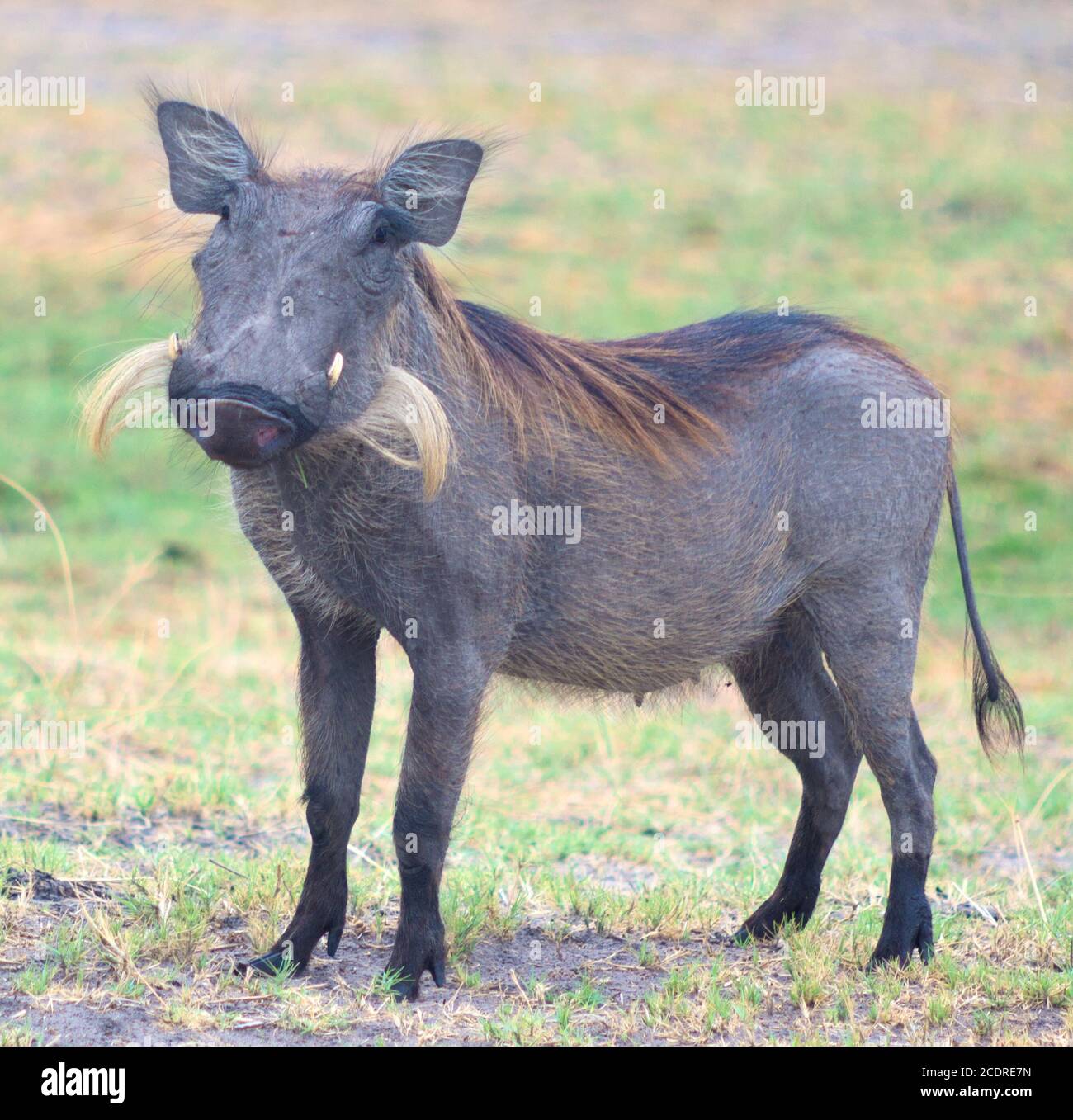 Old warthog hi-res stock photography and images - Alamy